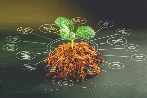 Vai Trò Của Các Nguyên Tố Dinh Dưỡng Khoáng Công Ty Tnhh Hữu Cơ Thuận Thiên