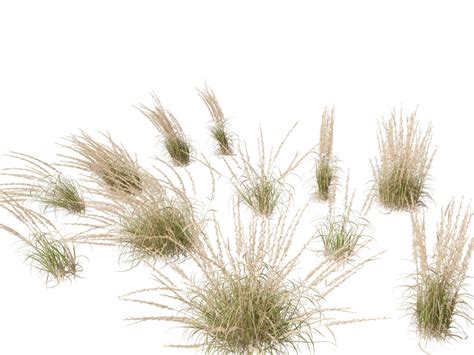 Ornamental Grass Clumps With Thin Beige Stalks 3d Model Download