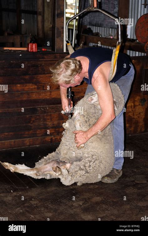 Sheep Station Australia Hi Res Stock Photography And Images Alamy