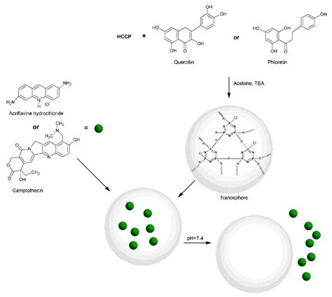 Cyclo And Polyphosphazenes For Biomedical Applications Pmc