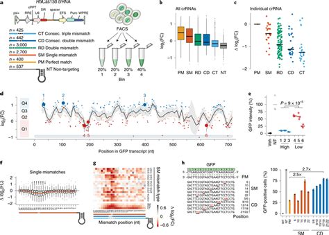 Pooled Crispr Rfxcas13d Gfp Knockdown Tiling Screen A The