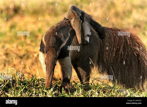 Giant Anteater Myrmecophaga Tridactyla Female Anteater Carrying Her