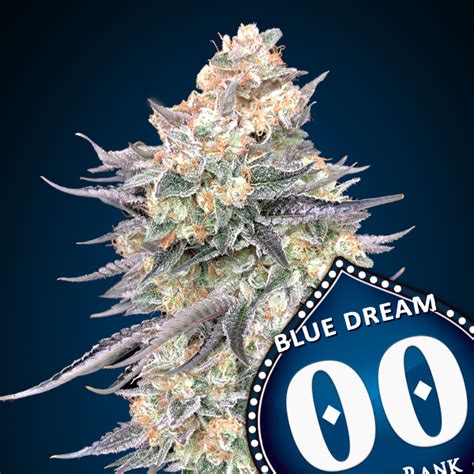 BLUE DREAM 3 Semi Femm 00 Seeds Santaplanta Grow Shop