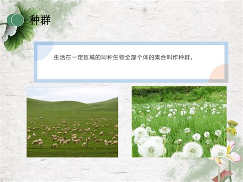 高中生物人教版（2019）必修二631种群基因组成的变化 课件（34张）21世纪教育网 二一教育