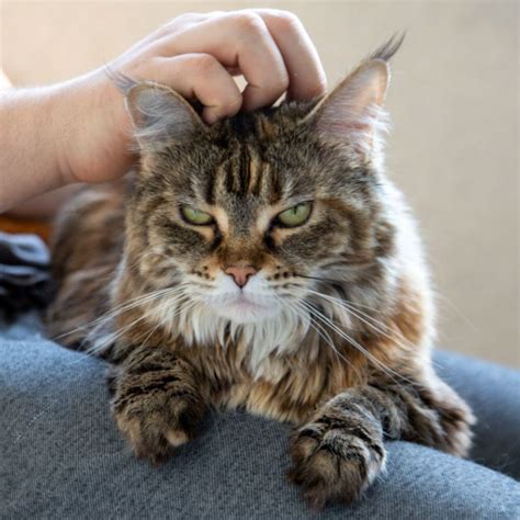 17 Beautiful Maine Coon Cats That Deserve An A”