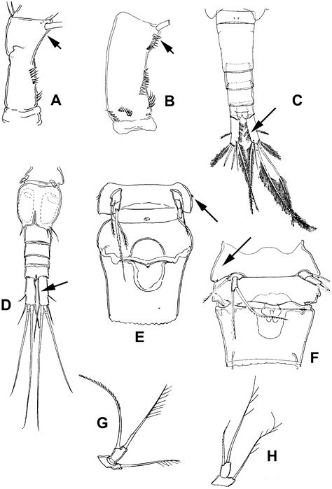 Figure 6 In The Neotropical Species Of Mesocyclops Copepoda Cyclopoida An Upgraded