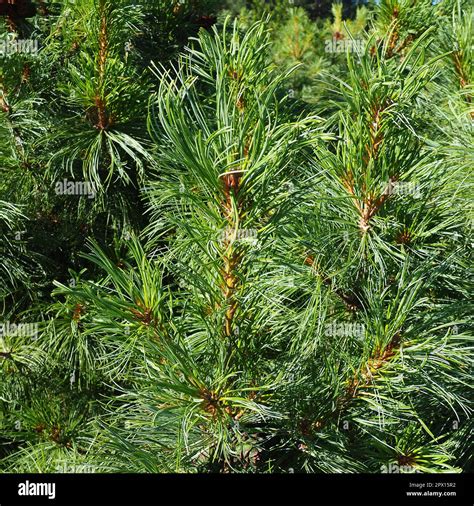 Pine Branches At The Golden Hour In The Evening Pinus Pine A Genus Of Conifers And Shrubs In
