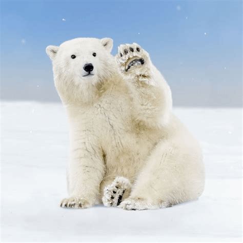 Cute Polar Bear Pictures