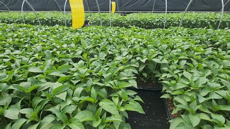 고추모종 적당한 출하시기는 언제일까요바로바로 시청하세요고추모종고추심는시기고추육묘 Youtube