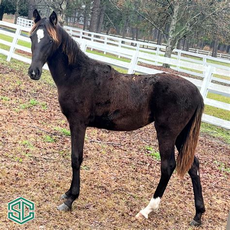 41 Pending Honors X Splashy Ritz A Yearling Filly Sired By Wgc