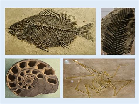 Fossils Lesson Gcse Biology Teaching Resources