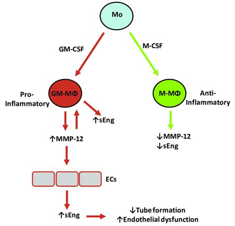 Hypothetical Model For Mmp 12 In Seng Secretion And Endothelial