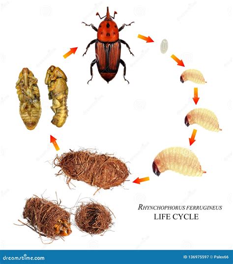 Red Palm Weevil Rhynchophorus Ferrugineus Stock Image Image Of