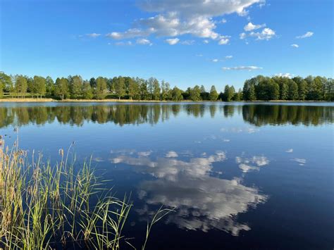 JAUNUMI DZĪVĪBAS KOKS