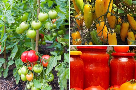 Determinate Vs Indeterminate Tomatoes Whats The Difference Patient