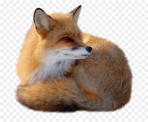 Red Fox Arctic Fox Arctic Fox Png Download 902557 Free