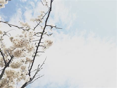 Gambar Pohon Cabang Mekar Salju Musim Dingin Menanam Langit