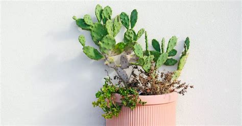 Planting Prickly Pear Cactus Using Seeds And Cuttings