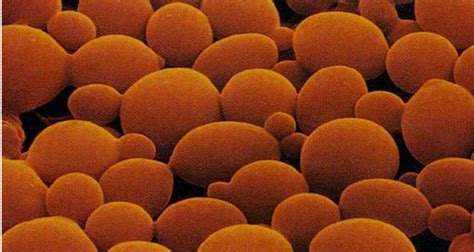 Characteristics Of Baking Yeast Yeast Baking Angelyeast