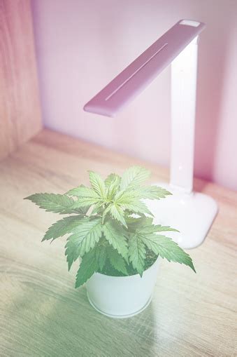 마리화나 식물 성장입니다 인공 조명 아래 성장을의 실내 재배 개념입니다 수직 채소 이야기입니다 마리화나 잎입니다 마리화나 식물