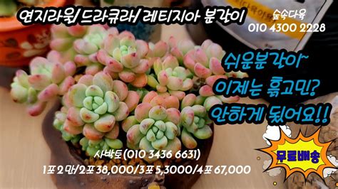 연지라울 드라큐라 레티지아 분갈이💗사박토에 간편분갈이 Youtube