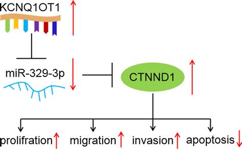 Schematic Diagram Showing The Effect Of The Kcnq1ot1mir 329 3pctnnd1