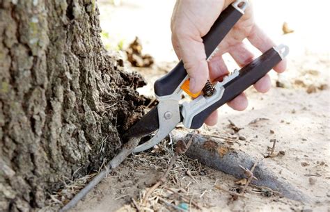 Tree Girdling Can Kill Your Trees Heres What To Watch Out For