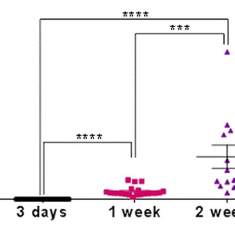 Tumor Volumes Were Measured At 3 Days 1 Week And 2 Weeks After 4T1