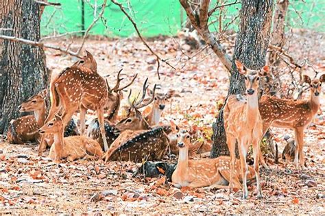 Explore The Royal Realm Of Tigers Mukundara Tiger Reserve In Kota