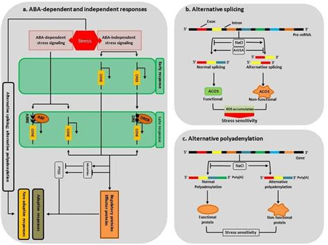 Stress Responses At The Levels Of Transcription And Transcript