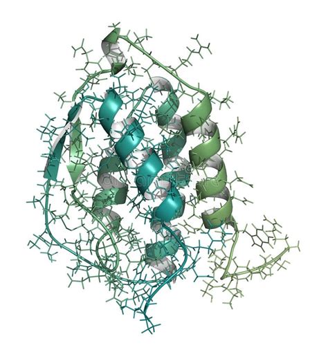 Granulocyte Macrophage Colony Stimulating Factor Gm Csf Stock Illustration Illustration Of
