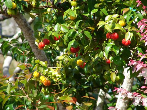 Eugenia Garden Care A Guide To Maintain And Shape The Evergreen