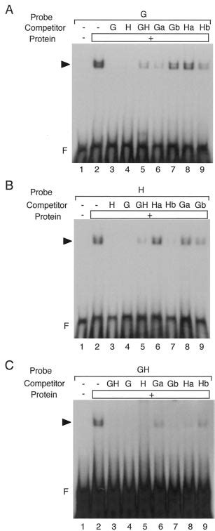 Competition Gel Mobility Shift Assays Several Competitors Were Assayed