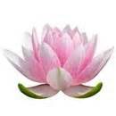 Indian Mirror Geography Indian Flora And Fauna State Trees And