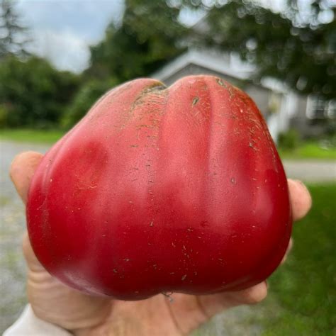 Uncle Dons Big Aussie Tomato Revival Seeds