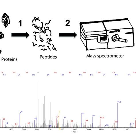 Overview Of Shotgun Proteomics Data Production A Schematic Of A