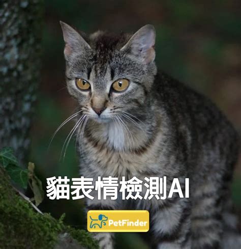 貓貓表情檢測ai，熟識各類貓貓表情想表達的意思，給我貓貓表情的相片，我就能知道此貓貓的心情和想表達的訊息。