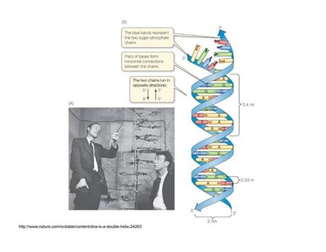 Sanger Sequencing PDF