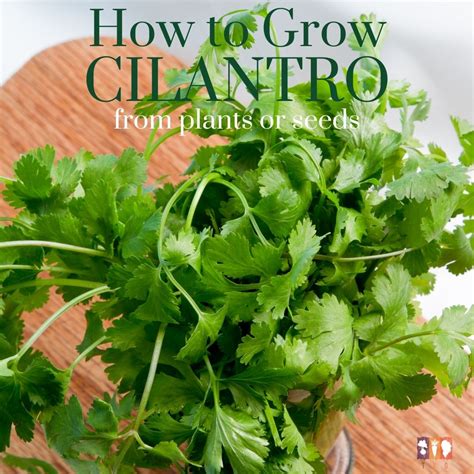 How To Grow Cilantro From Plants Or Seeds The Kitchen Garten