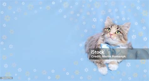 새끼 고양이의 초상화를 닫습니다 파란색 나비 넥타이를 맨 아름다운 재미있는 새끼 고양이 파란색 배경에 고양이 복사 공간이 있는