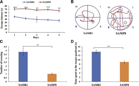 Learning And Memory Abilities Of Samp8 Mice A Escape Latency Of Samp8