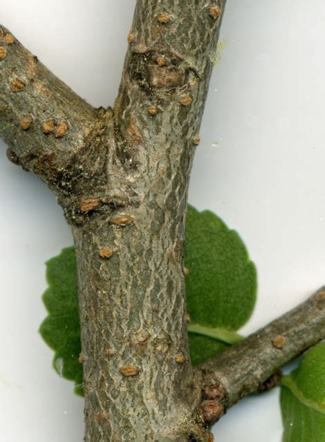 Elm Siberian
