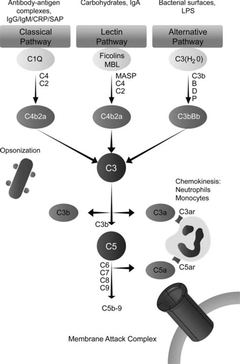 Schematic Overview Of The Three Known Pathways Of Complement Activation Download Scientific