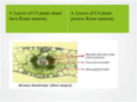 SOLUTION C And C Plants Studypool