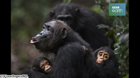 Bbc Earth アニマル・アインシュタイン ＃2 二 Gガイドテレビ王国