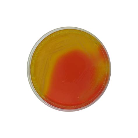 Burkholderia Cepacia Selective Agar Base Usp Formato 500 G
