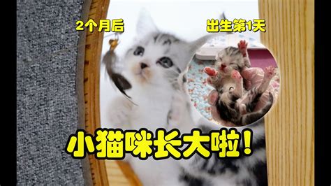 【小猫成长记】第55只，看起来憨憨的小男孩 Youtube