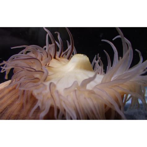 クビカザリイソギンチャク科 深海イソギンチャク Allantactis sp 1匹 sinkaiisogintyaku