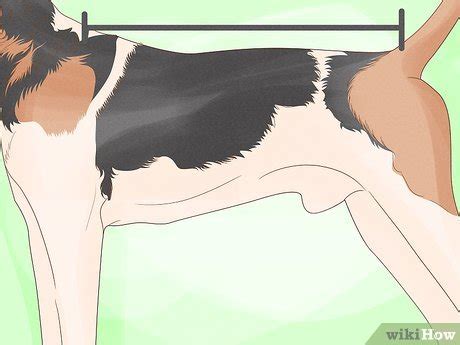 3 Ways To Identify A Treeing Walker Coonhound WikiHow
