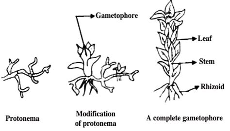 Moss Protonema Labeled